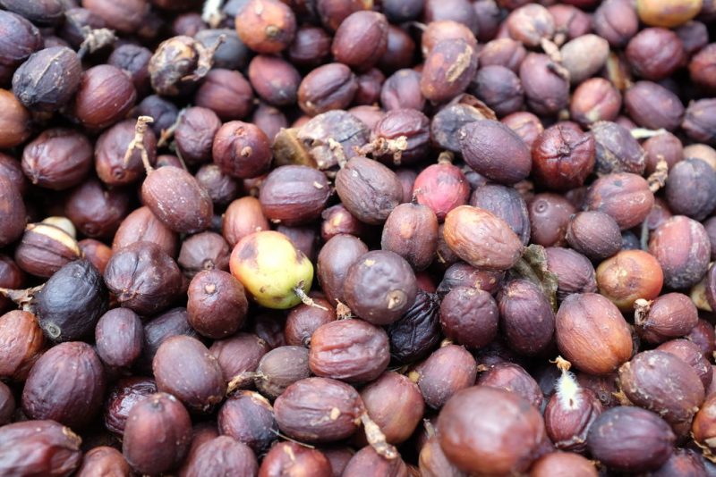 Wat is cascara? - ITC Academy