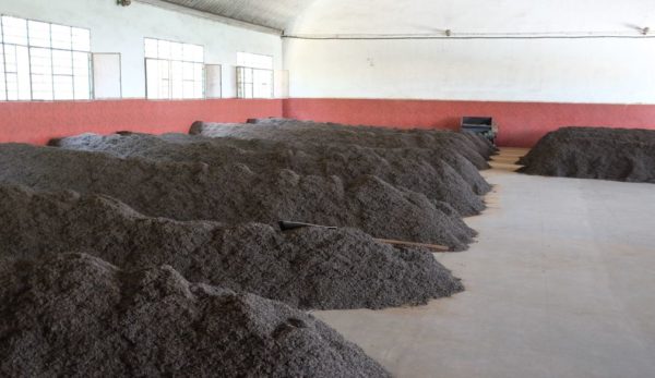 Oxidatie vs Fermentatie in thee - ITC Academy