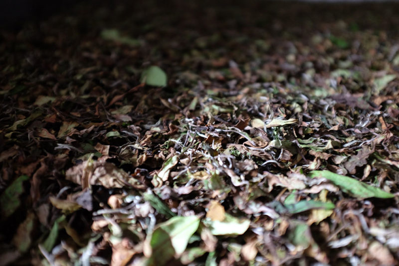 Oxidatie vs Fermentatie in thee - ITC Academy