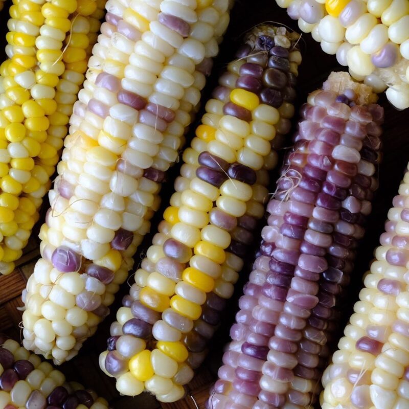 Nepali corn and sweet, fruity and flowery Nepali rolled black tea - ITC ...